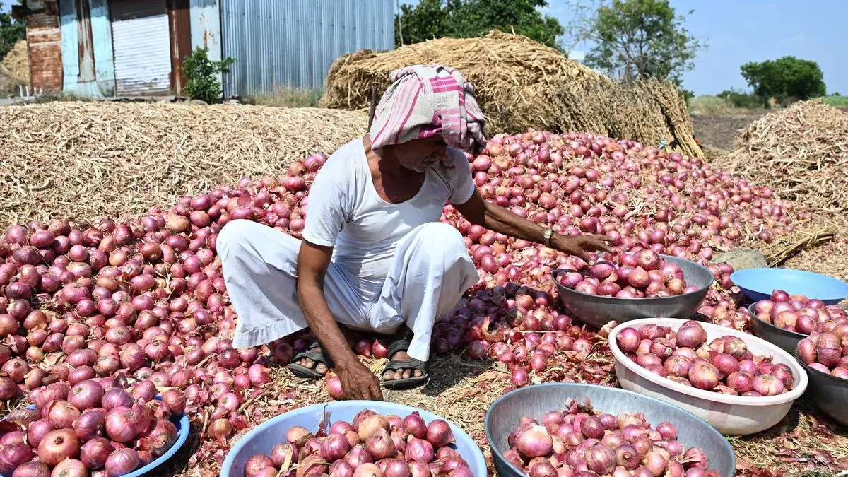 Onion: Exports from Gujarat resume after 2 months gap - The HinduBusinessLine